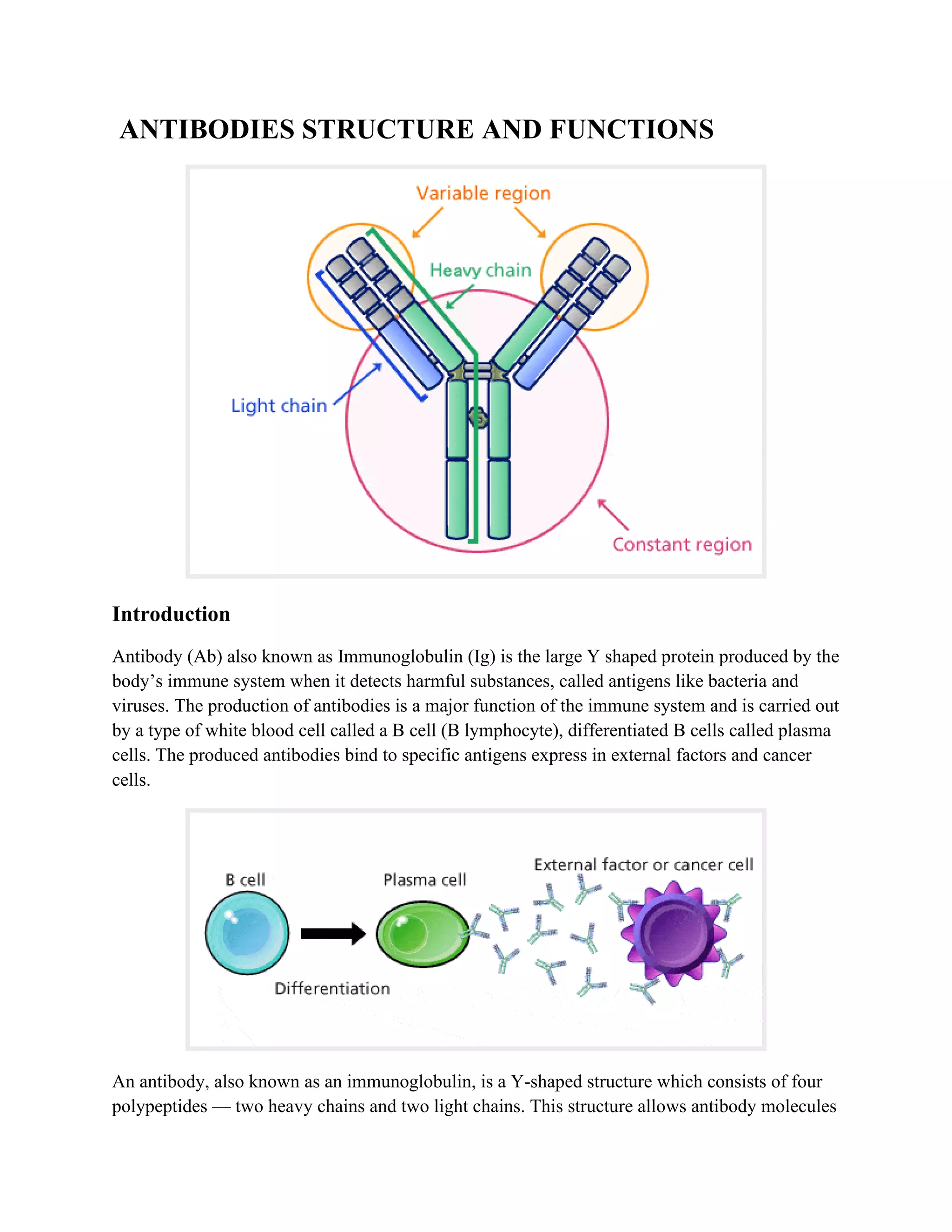 Antibodies structure and functions | PDF