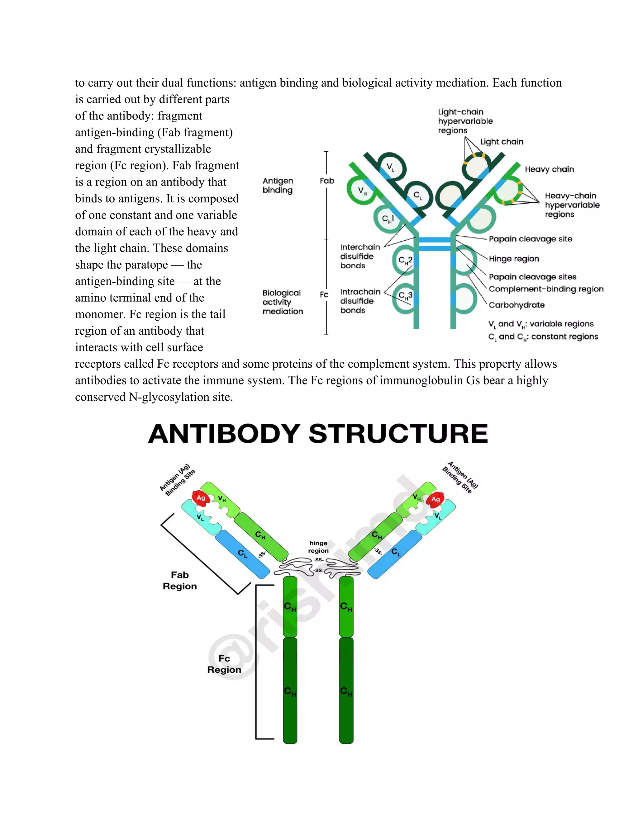 Antibodies structure and functions | PDF
