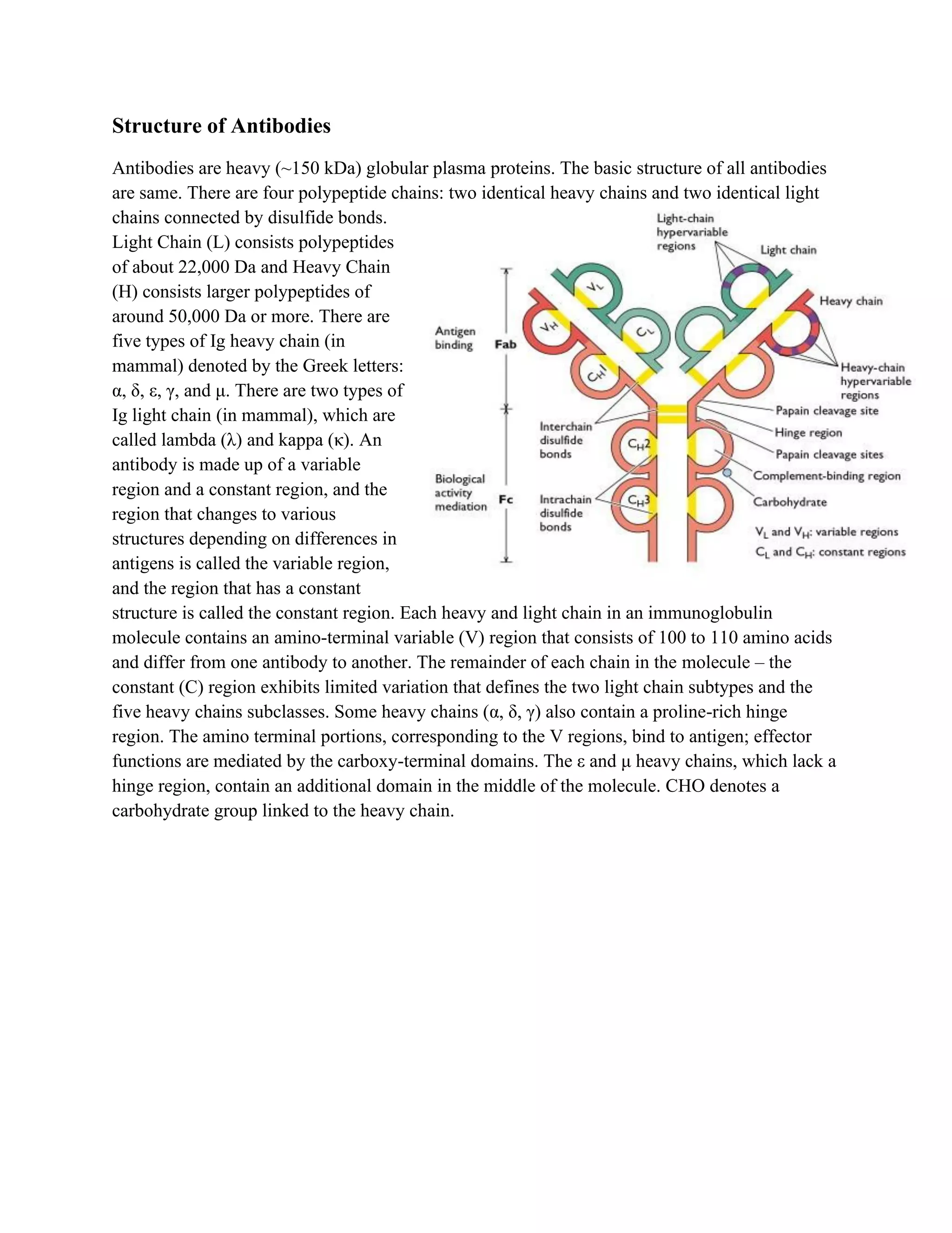 Antibodies structure and functions | PDF