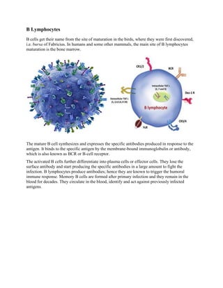 Antibodies structure and functions | PDF