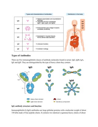 Antibodies structure and functions | PDF