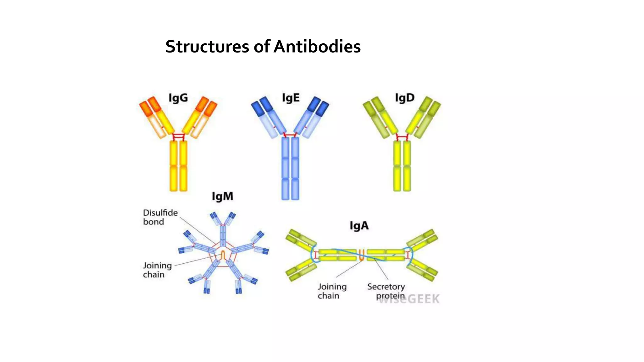 Antibody: Structure and Function | PPTX