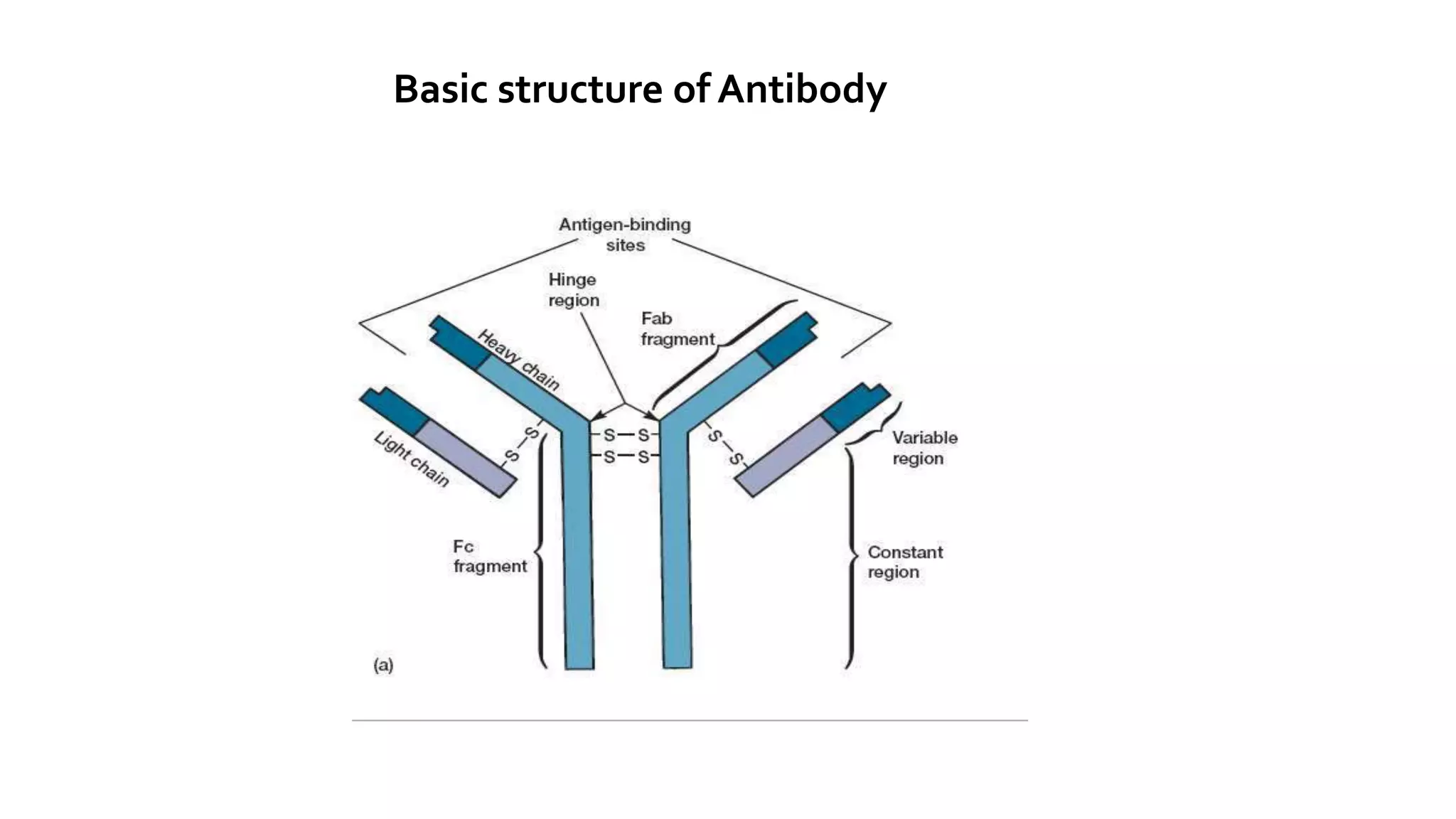 Antibody: Structure and Function | PPTX
