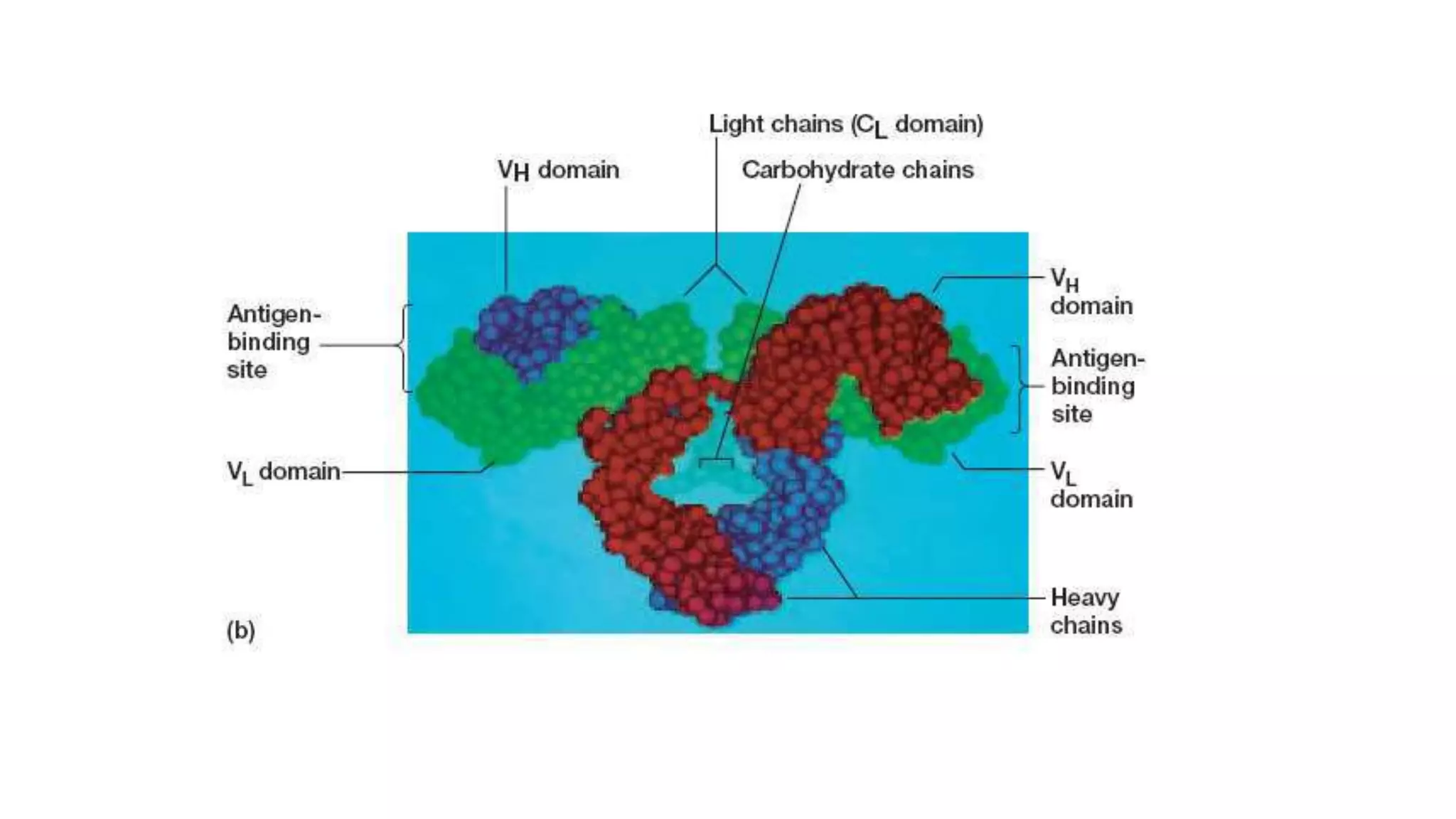 Antibody: Structure and Function | PPTX