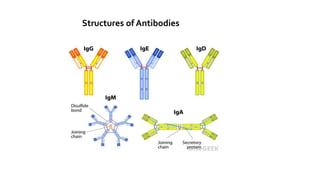 Antibody: Structure and Function | PPTX