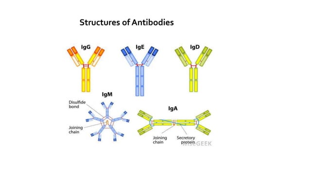 Antibody: Structure and Function | PPTX | Infectious Diseases ...