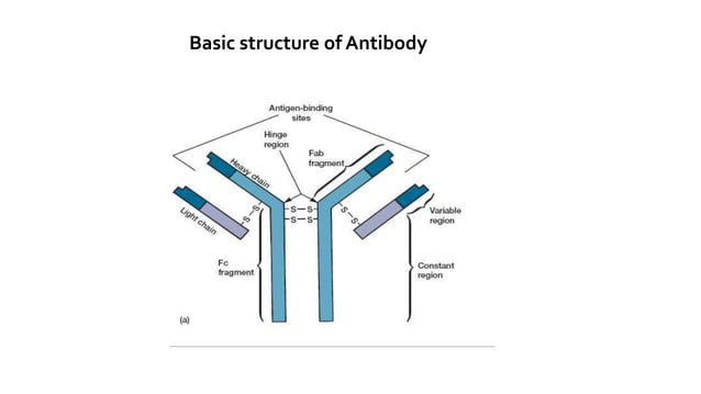 Antibody: Structure and Function | PPTX | Infectious Diseases | Diseases and Conditions