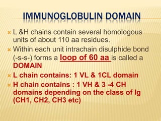 Immunoglobulins | PPT