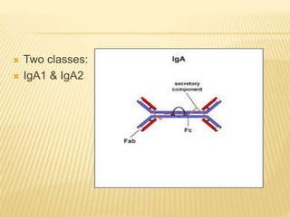 Immunoglobulins | PPT