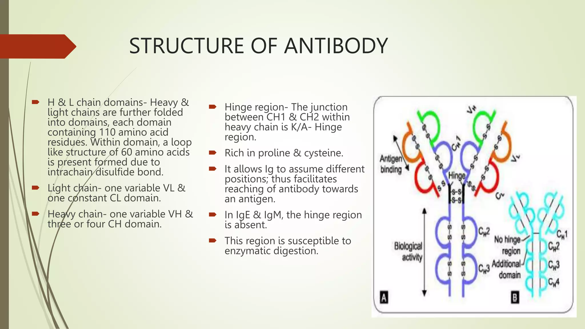 Antibody.pptx