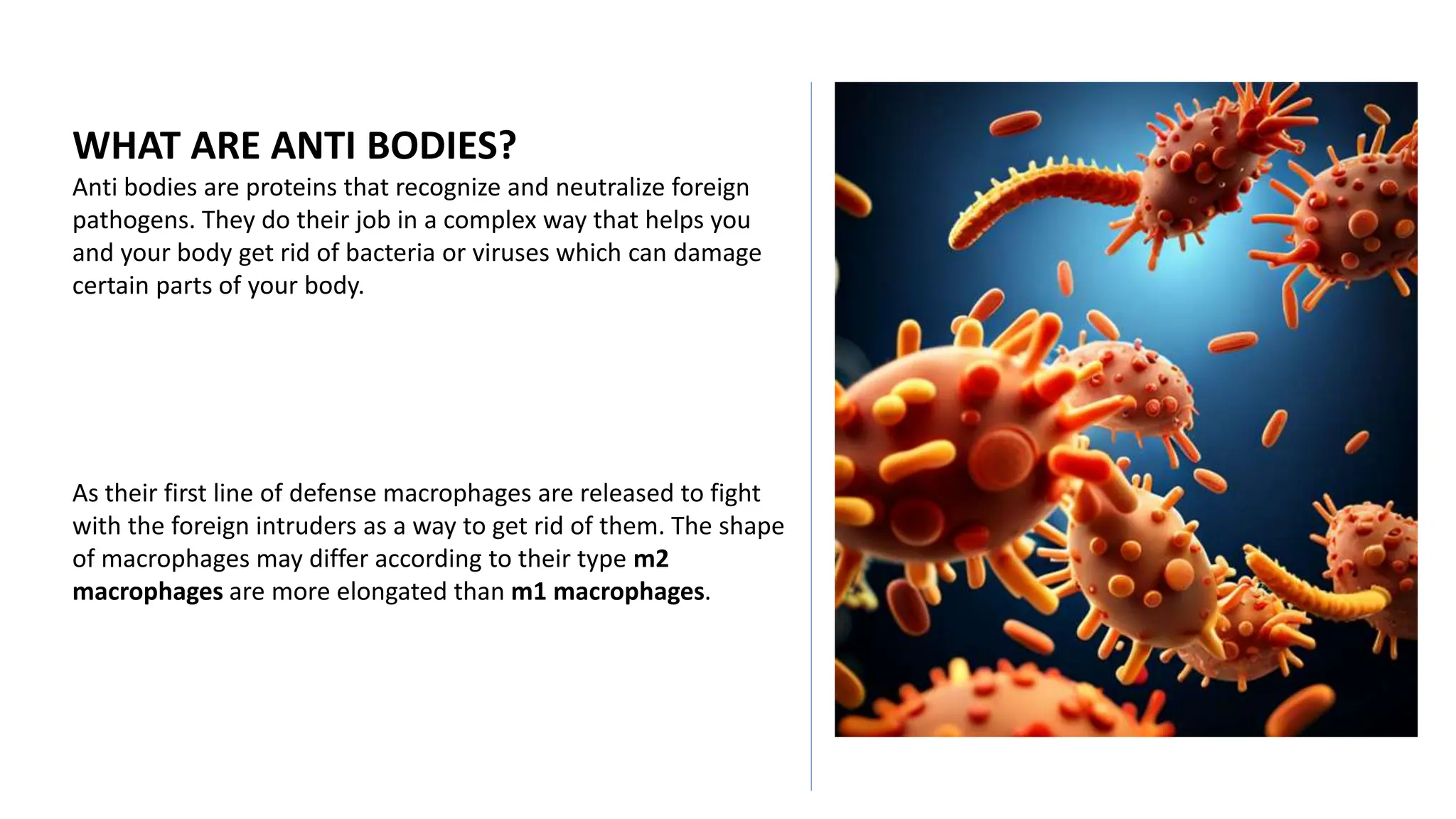 Anti body structure and basic functions.pptx