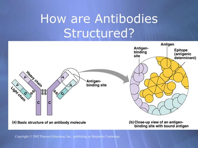 Another presentation of human antibody.ppt