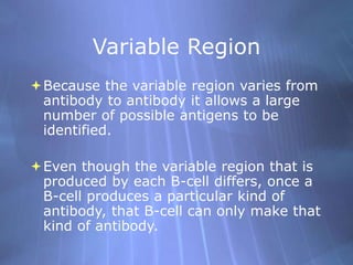 Another presentation of human antibody.ppt
