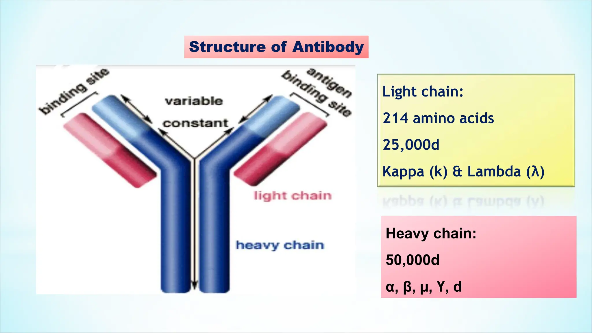 Structure, types and functions of Antibody.PPT