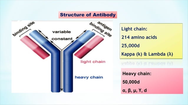 Structure, types and functions of Antibody.PPT | Blood Disorders | Diseases and Conditions