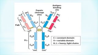 Structure, types and functions of Antibody.PPT