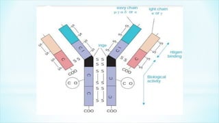 Structure, types and functions of Antibody.PPT