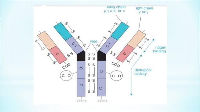 Structure, types and functions of Antibody.PPT | Blood Disorders ...