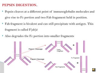 ANTIBODY and its immunology with pharmac | PPTX