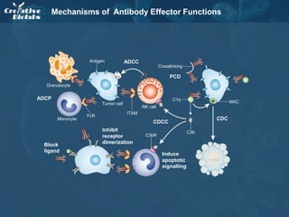 Antibody Based Cancer Therapies - Creative Biolabs | PPTX
