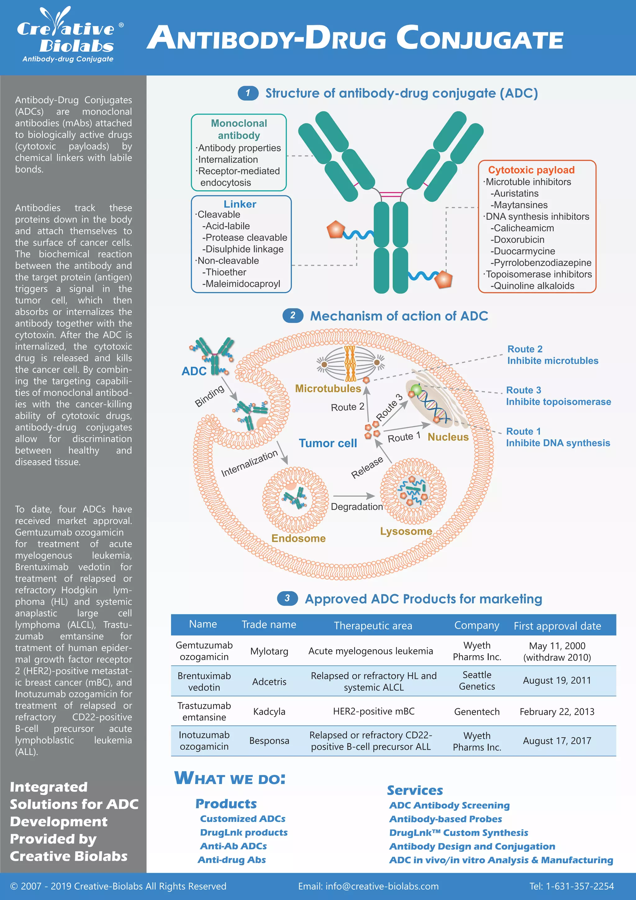 Antibody drug conjugate | PDF