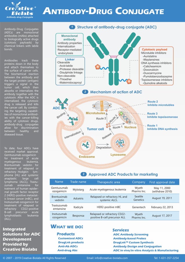 Antibody drug conjugate | PDF