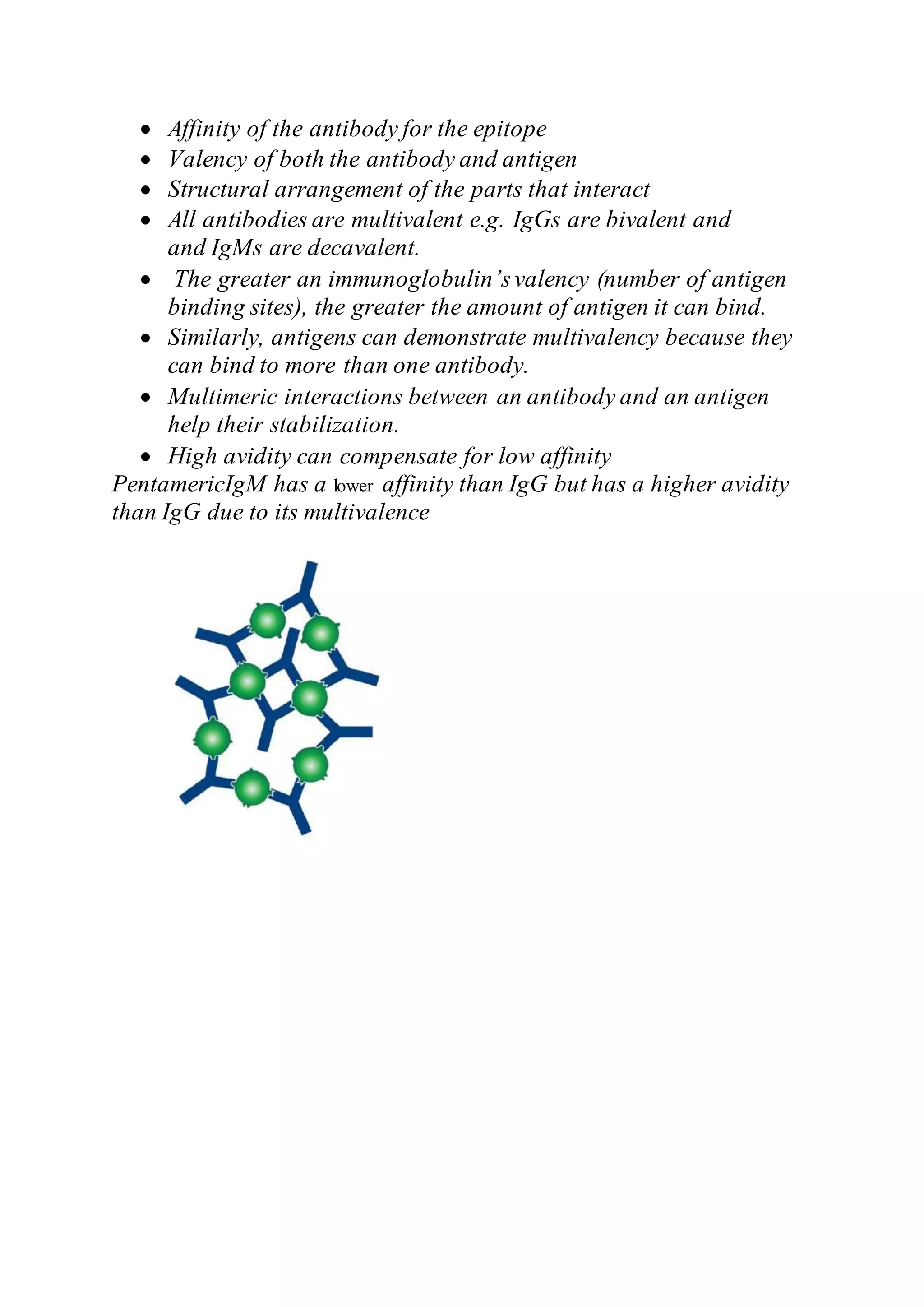 Antibody affinity and avidity | DOCX