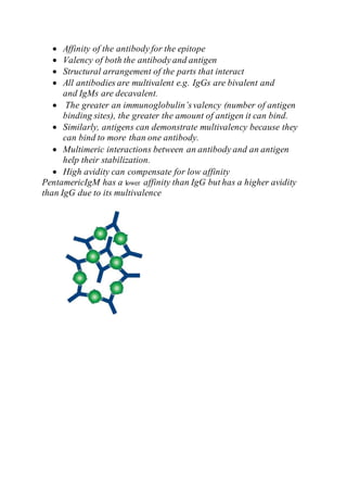 Antibody affinity and avidity | DOCX