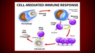 Antibody and cell mediated immunity of fish and shellfish | PPTX