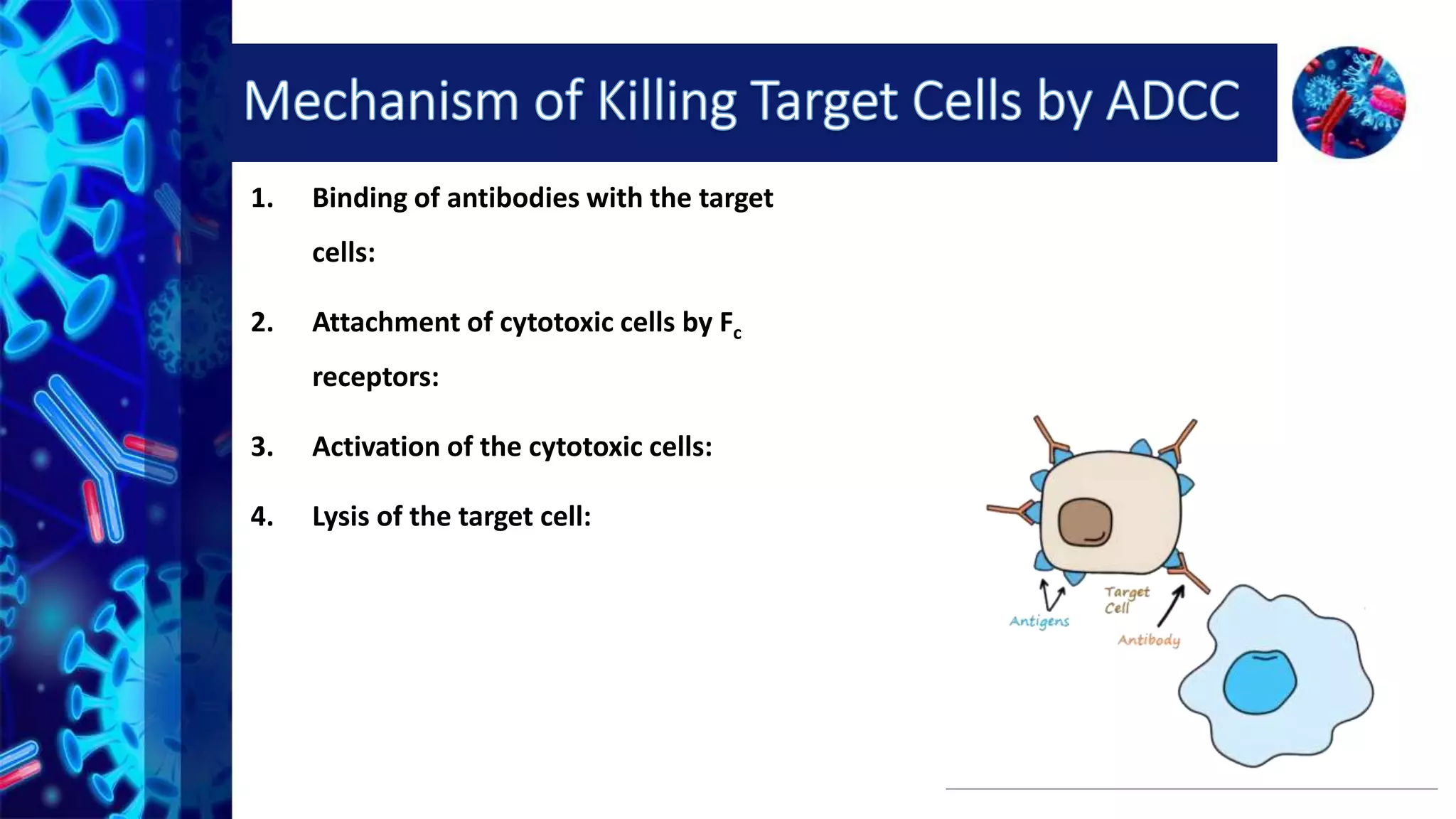 Antibody dependent cell mediated cytotoxicity (ADCC) by Prabeen | PPTX