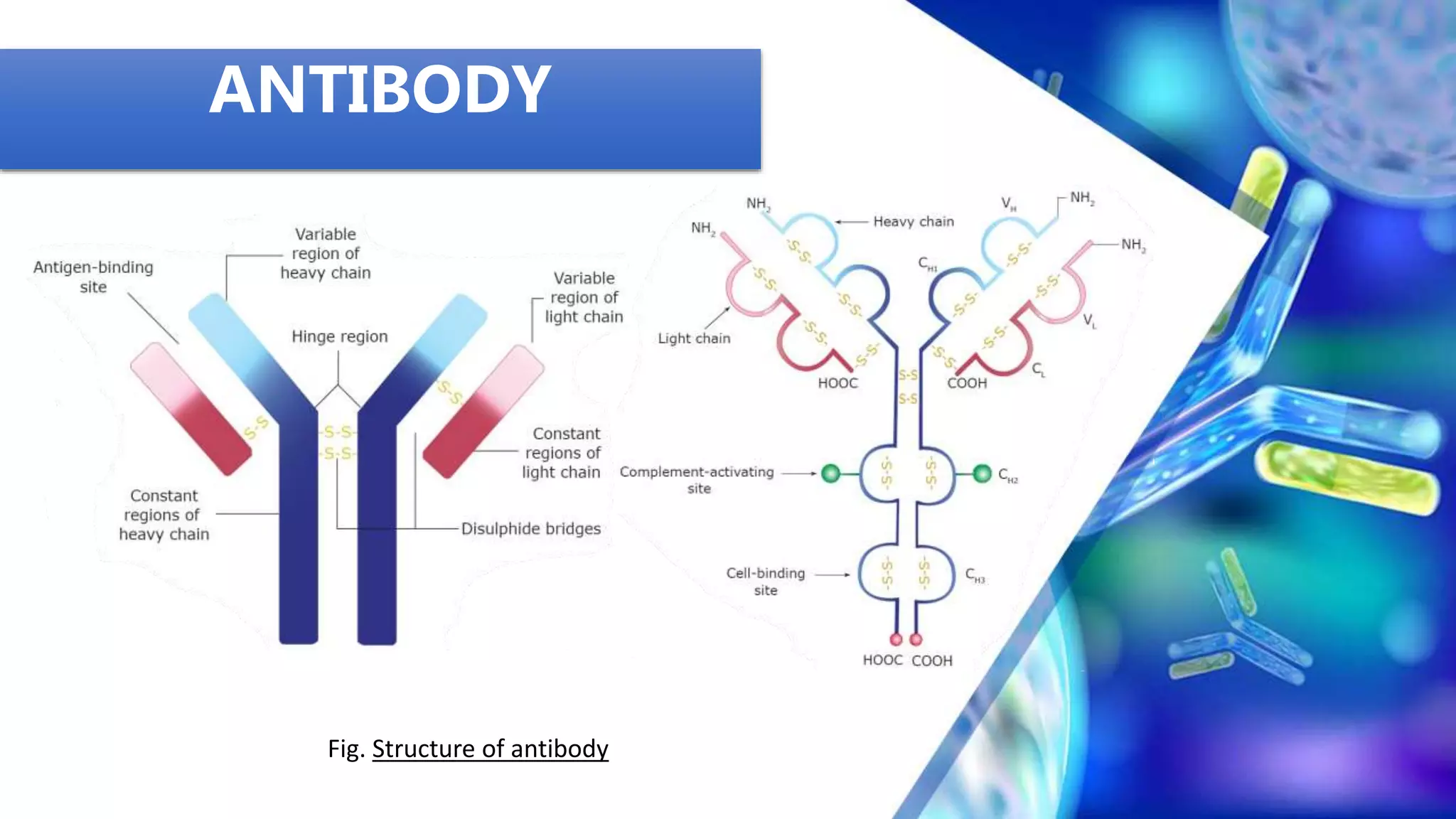 Antibody dependent cell mediated cytotoxicity (ADCC) by Prabeen | PPTX