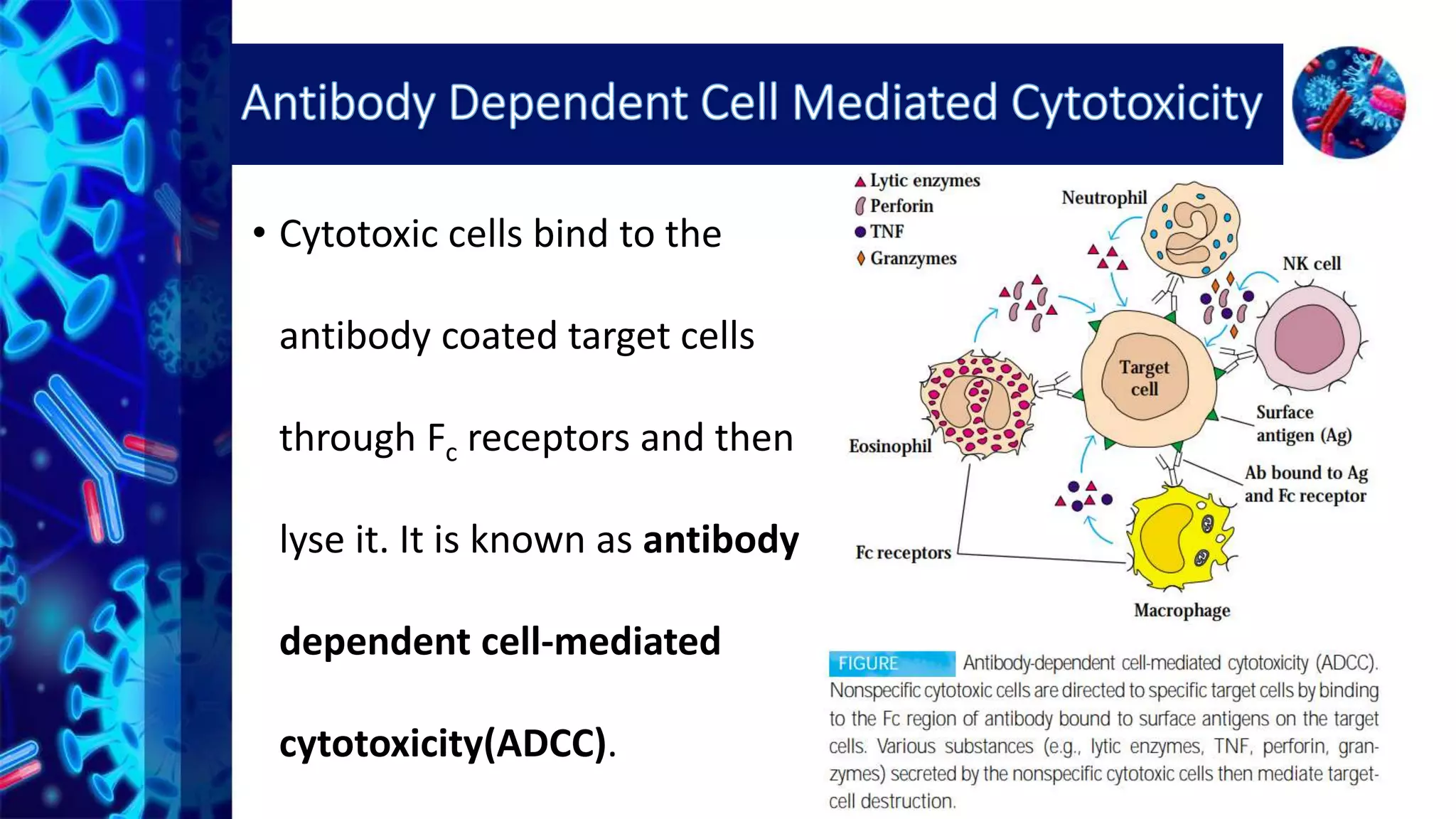 Antibody dependent cell mediated cytotoxicity (ADCC) by Prabeen | PPTX
