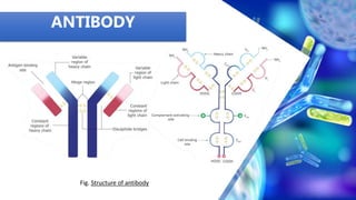 Antibody dependent cell mediated cytotoxicity (ADCC) by Prabeen | PPTX