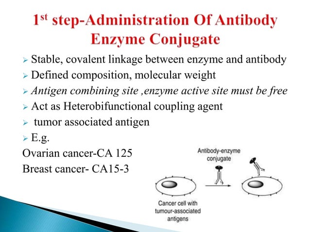 Antibody directed enzyme prodrug therapy | PPTX