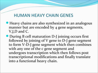 Antibody diversity | PPT