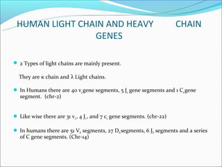 Antibody diversity | PPT
