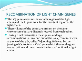 Antibody diversity | PPT