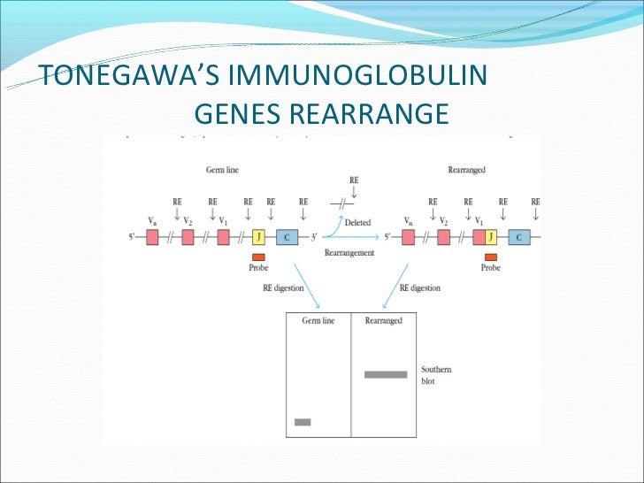Antibody diversity