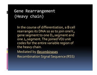 Antigen receptor Gene & Antibody diversity | PPT