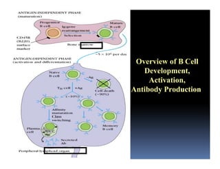Antigen receptor Gene & Antibody diversity | PPT