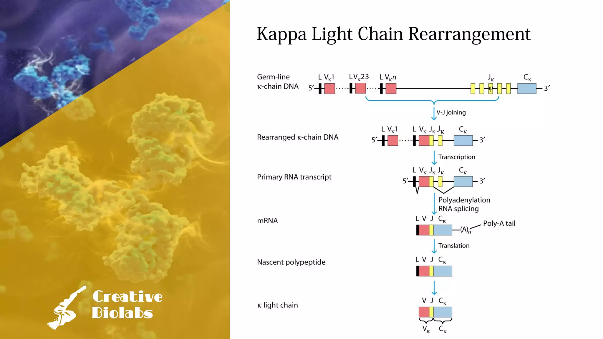 Antibody Diversity-Gene Rearrangement | PPT