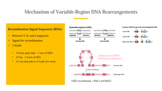 Antibody Diversity-Gene Rearrangement | PPT
