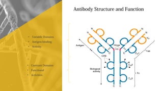 Antibody Diversity-Gene Rearrangement | PPT