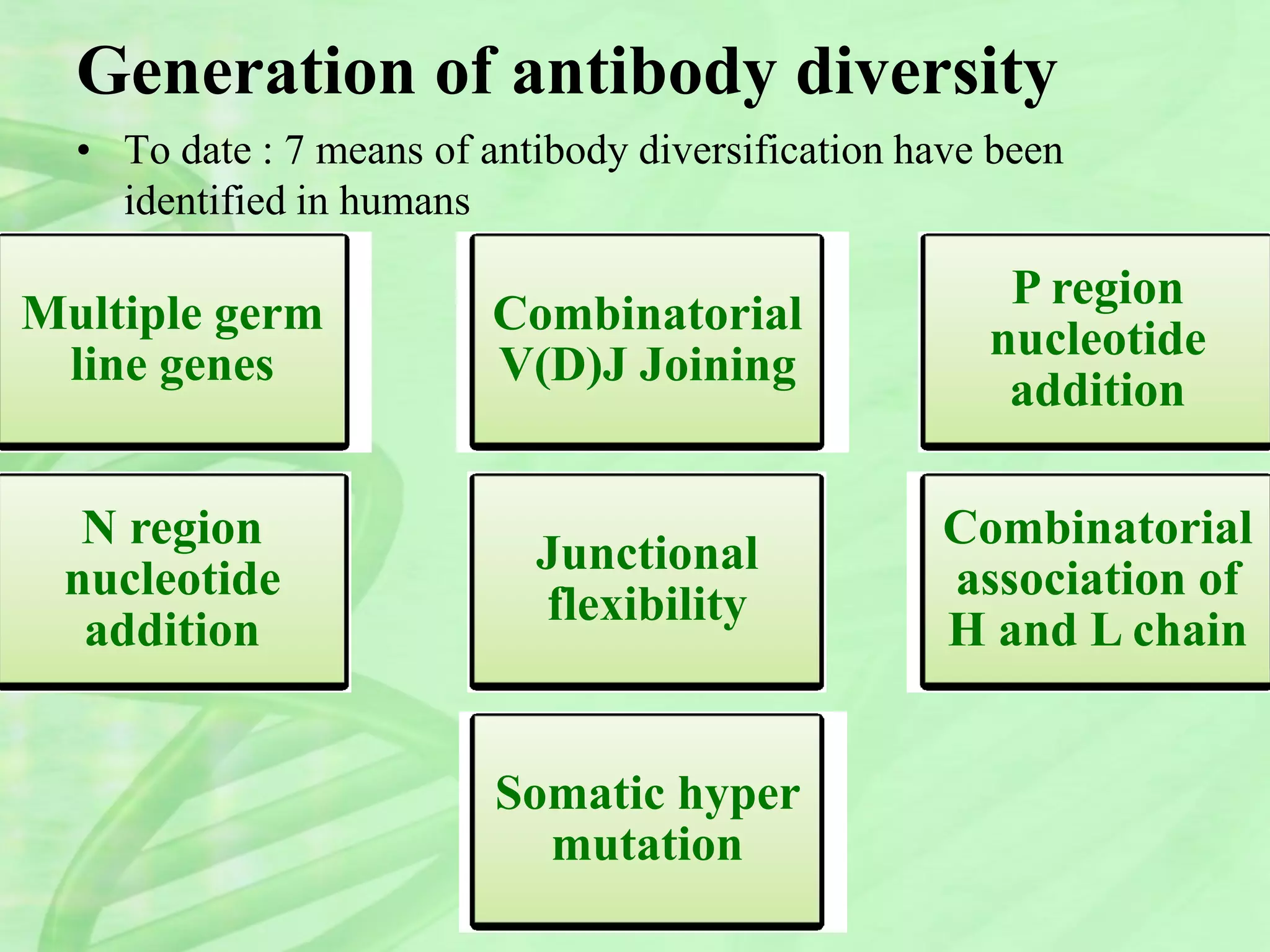Antibody diversity presentation | PDF