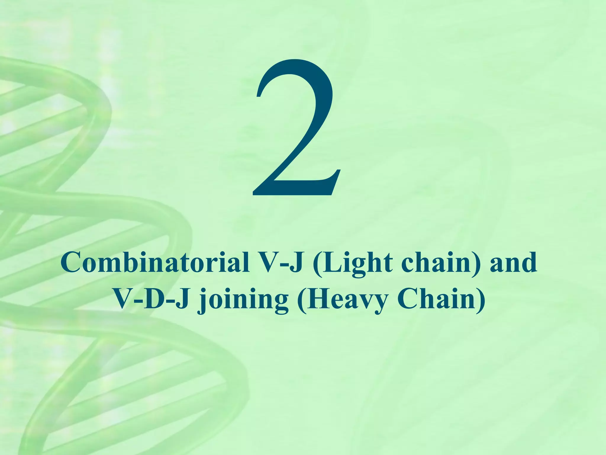 Antibody diversity presentation | PDF