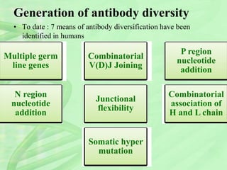 Antibody diversity presentation | PDF