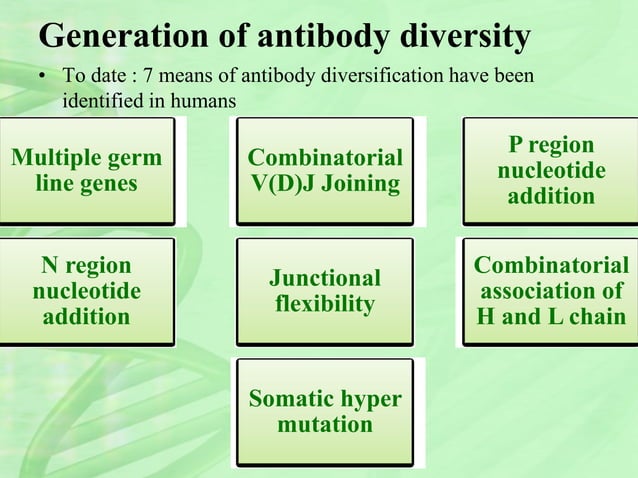 Antibody diversity presentation | PDF | Genetics | Science