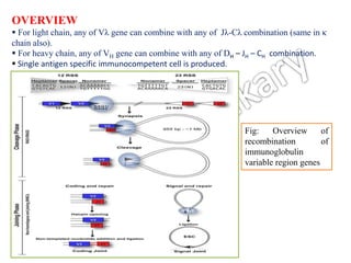Antibody diversity with special emphasis on v(d)j recombination | PPTX