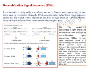 Antibody diversity with special emphasis on v(d)j recombination | PPTX