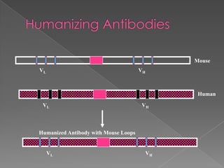 Antibody engineering-Abbas Morovvati | PPTX | Biological Sciences | Science